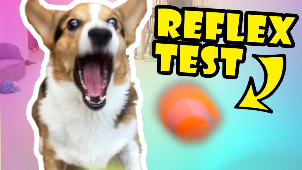 Corgi On Fleek Life After College Ep 408 Life After College By